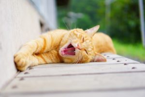 Science of Akubi (あくび – Yawn) – Learning English and Japanese