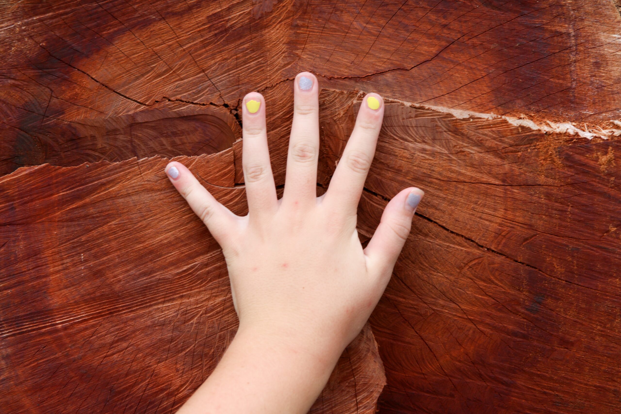 The Names of the Fingers for Children - Learning English and Japanese
